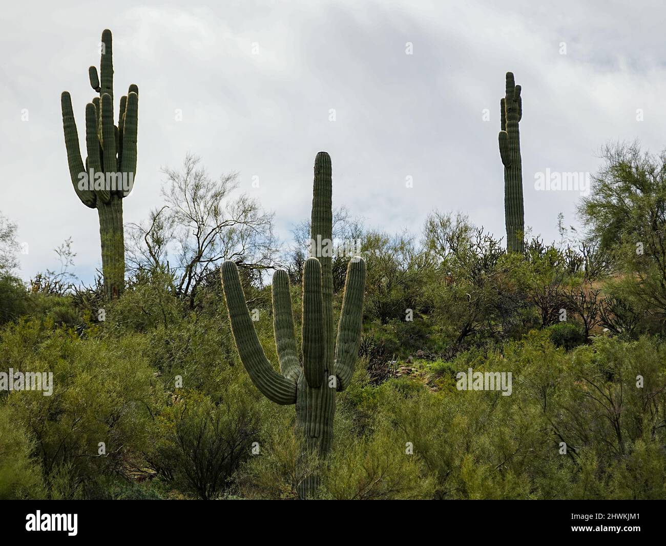 Various cacti species grow wild in the dry environment of the Sonoran ...