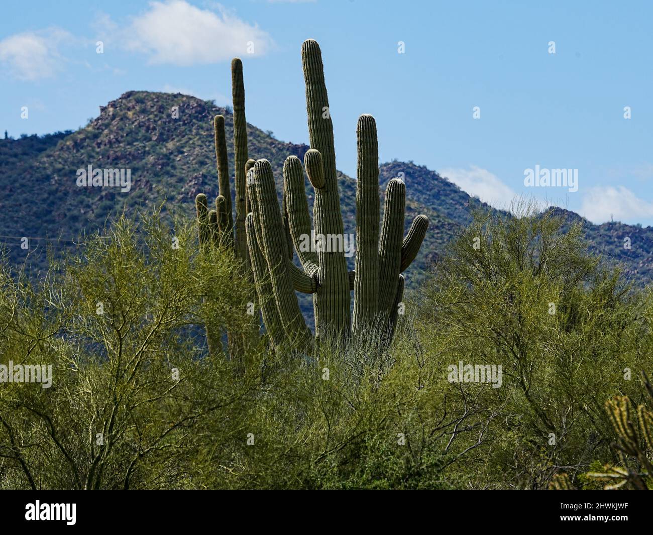 Various forms of cacti grow in the harsh environment of the Arizona ...