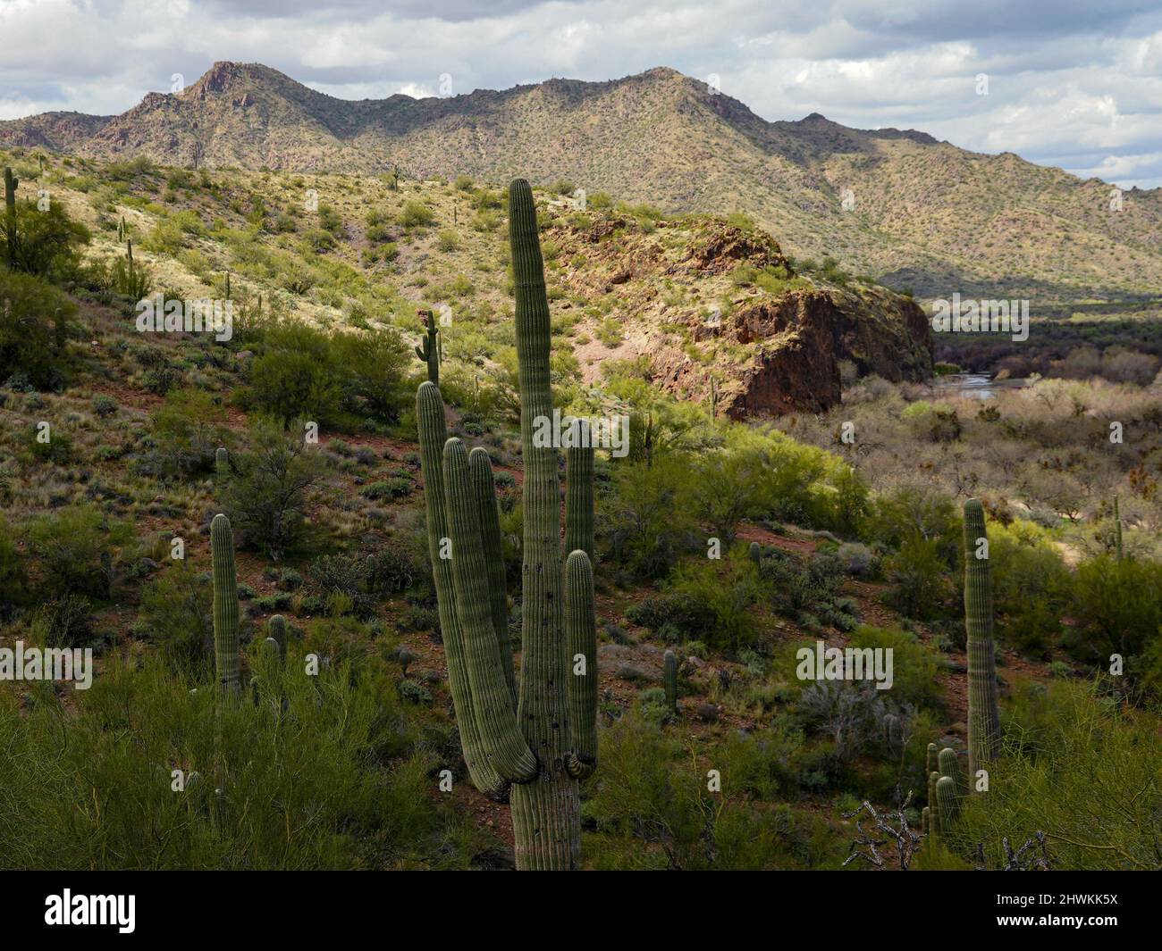 Various forms of cacti grow in the harsh environment of the Arizona ...