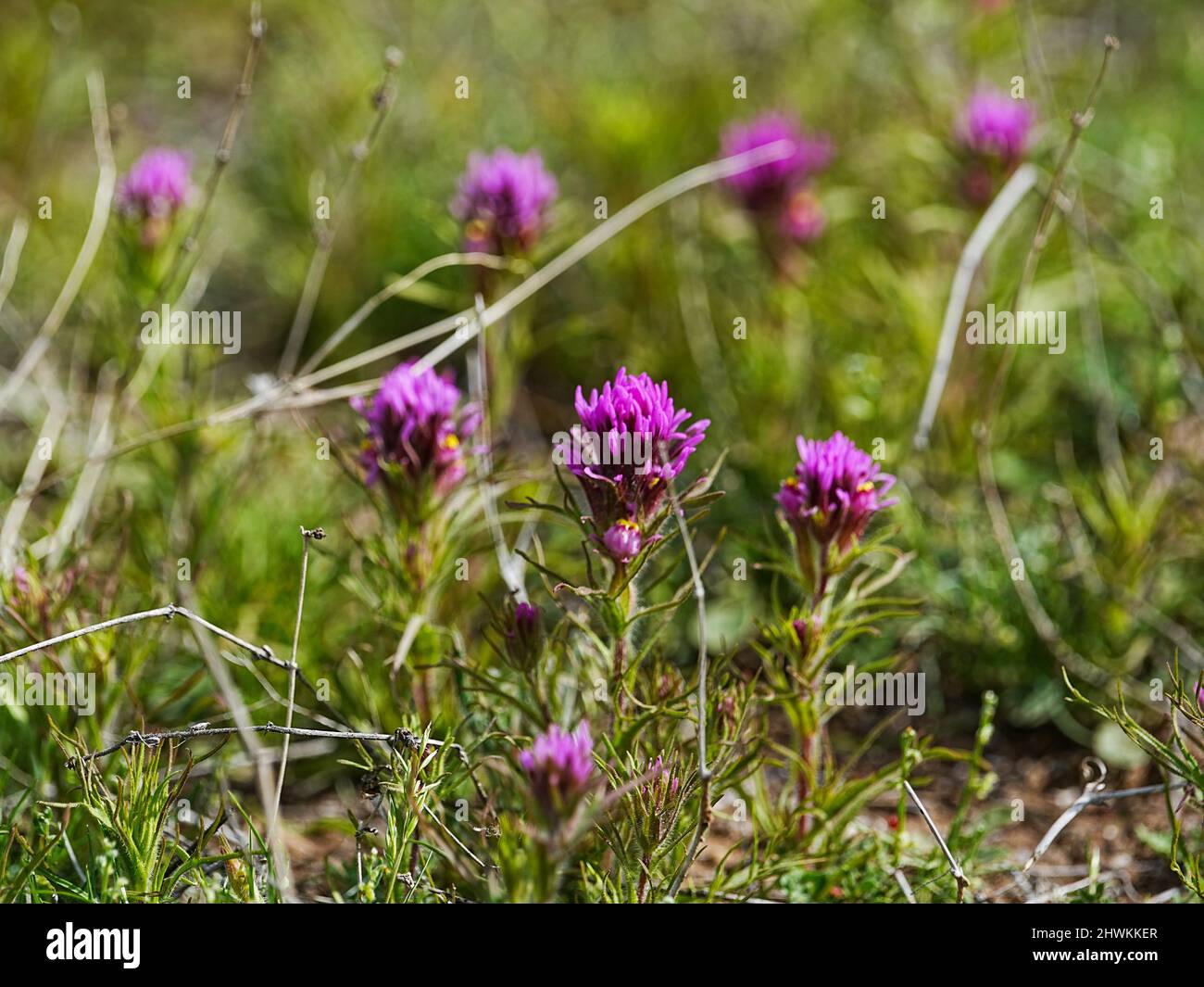 Early Spring sees a bloom of wildflowers in the Arizona desert Stock ...