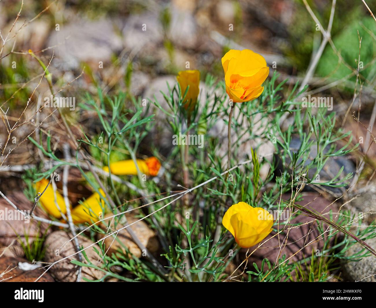 Early Spring sees a bloom of wildflowers in the Arizona desert Stock ...