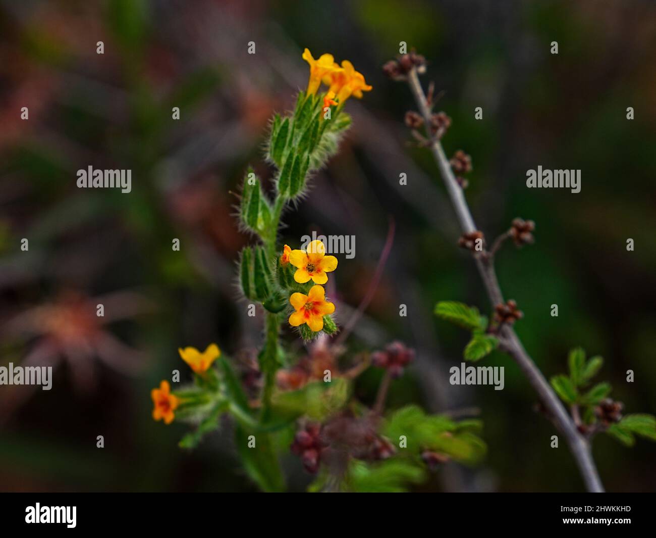 Early Spring sees a bloom of wildflowers in the Arizona desert Stock ...