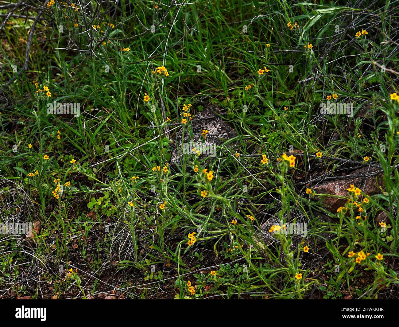 Early Spring sees a bloom of wildflowers in the Arizona desert Stock ...