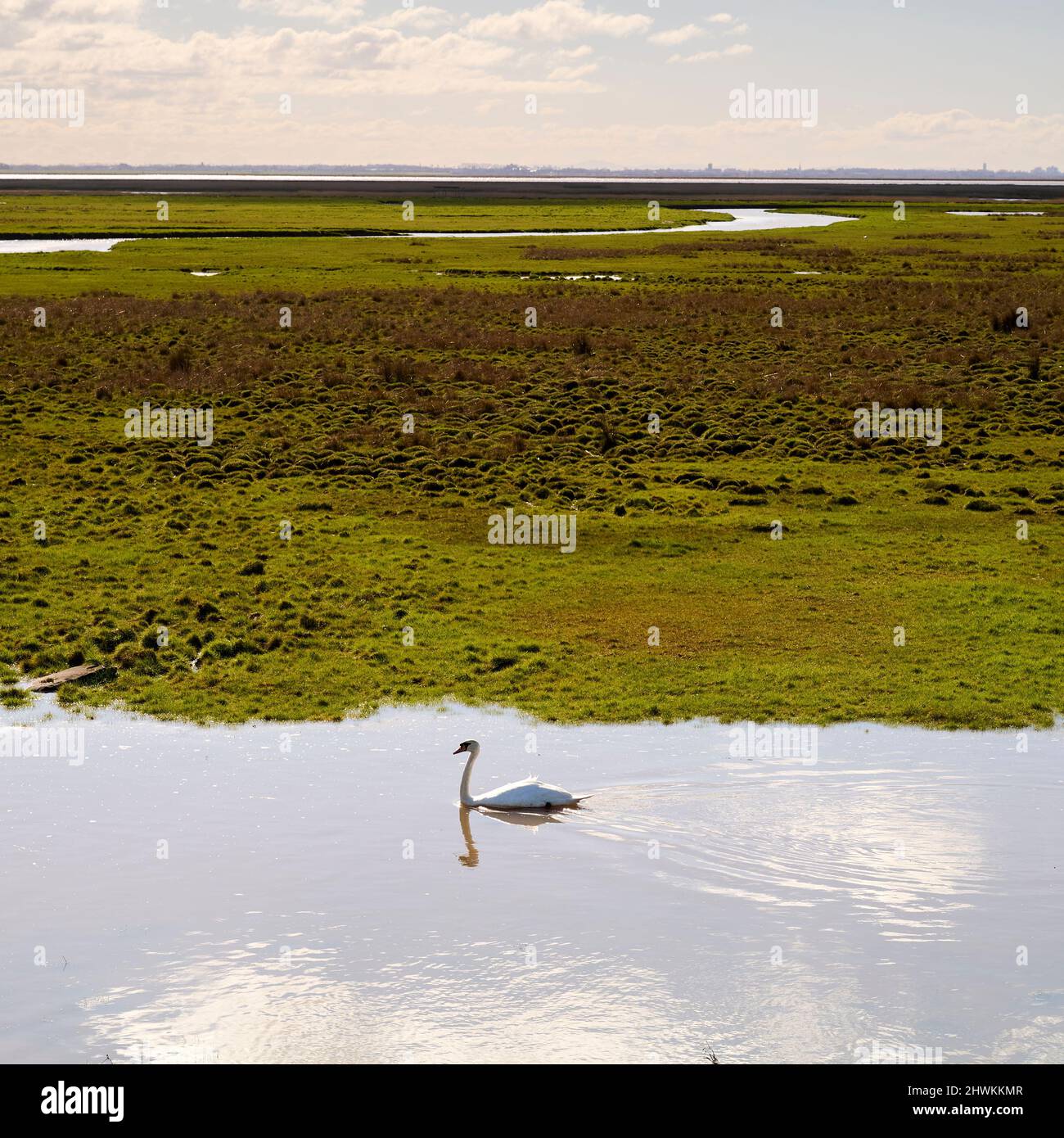 Solitary swan on flood created lake on Warton Saltmarsh at Lytham,UK ...