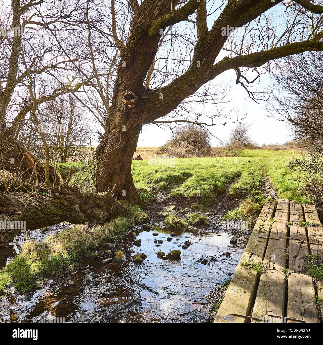 Group of old trees next to small stream and footbridge Stock Photo - Alamy