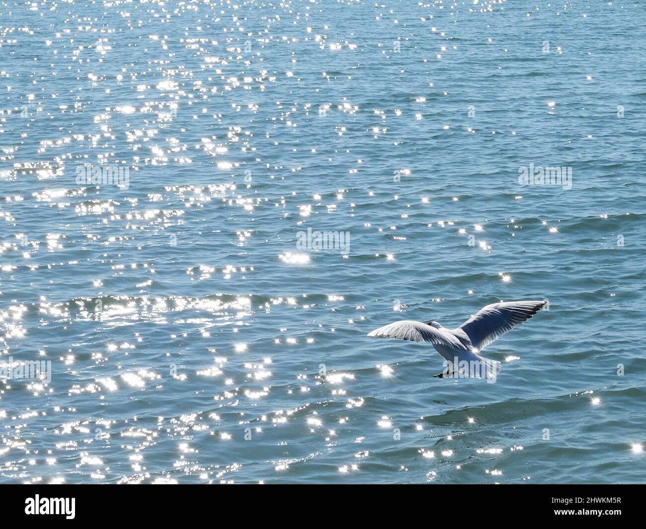 Bird plan hi-res stock photography and images - Alamy