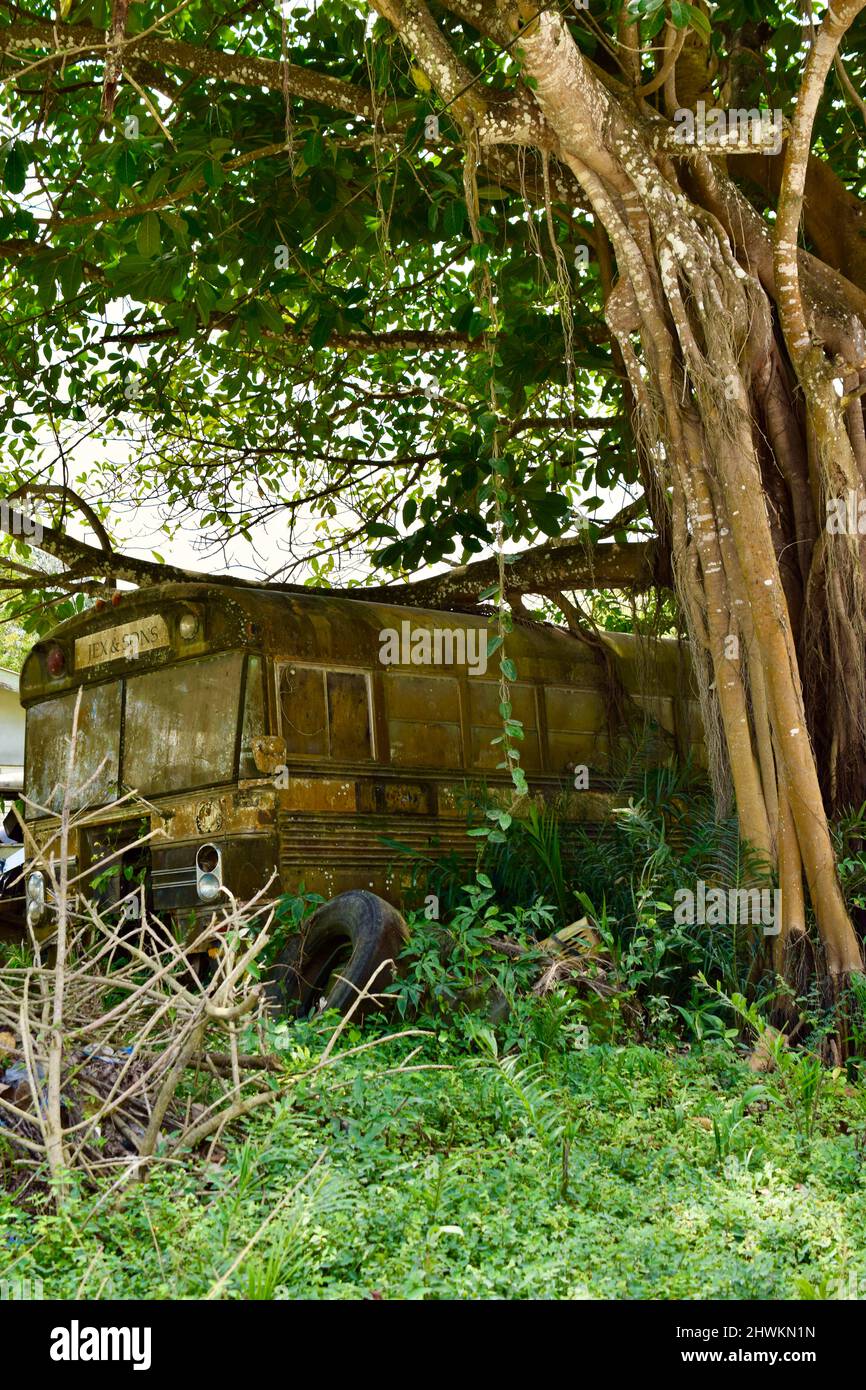 A run down, rusty, and dilapidated school bus abandoned in the grass ...