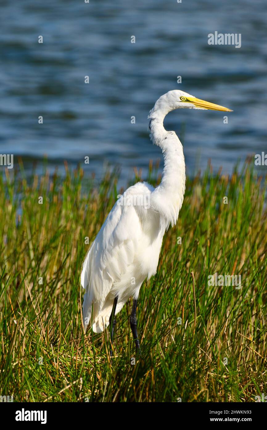 A Great Egret (Ardea alba), also known as the common egret or large ...