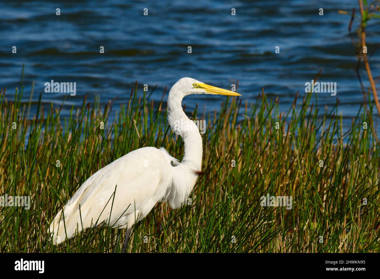 A Great Egret (Ardea alba), also known as the common egret or large ...