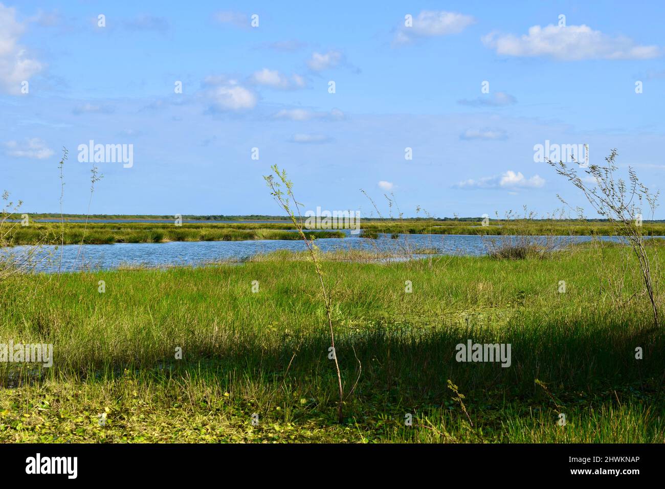 The National Wildlife Sanctuary in Crooked Tree, Belize is maintained ...