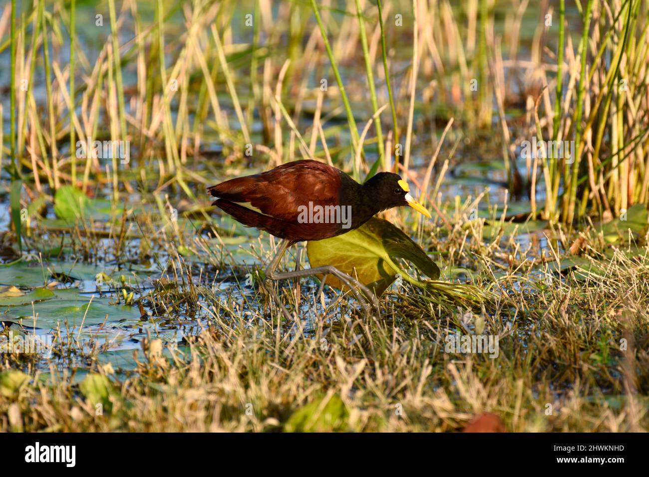 A lone Northern Jacana (Jacana spinosa), aka Jesus bird, wading among ...
