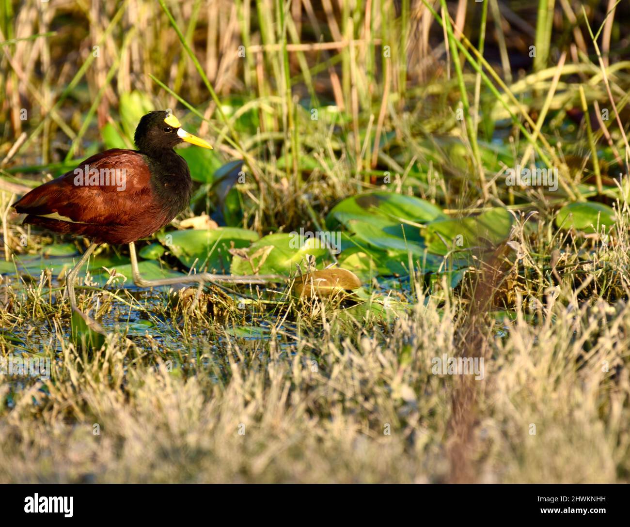 A lone Northern Jacana (Jacana spinosa), aka Jesus bird, wading among ...