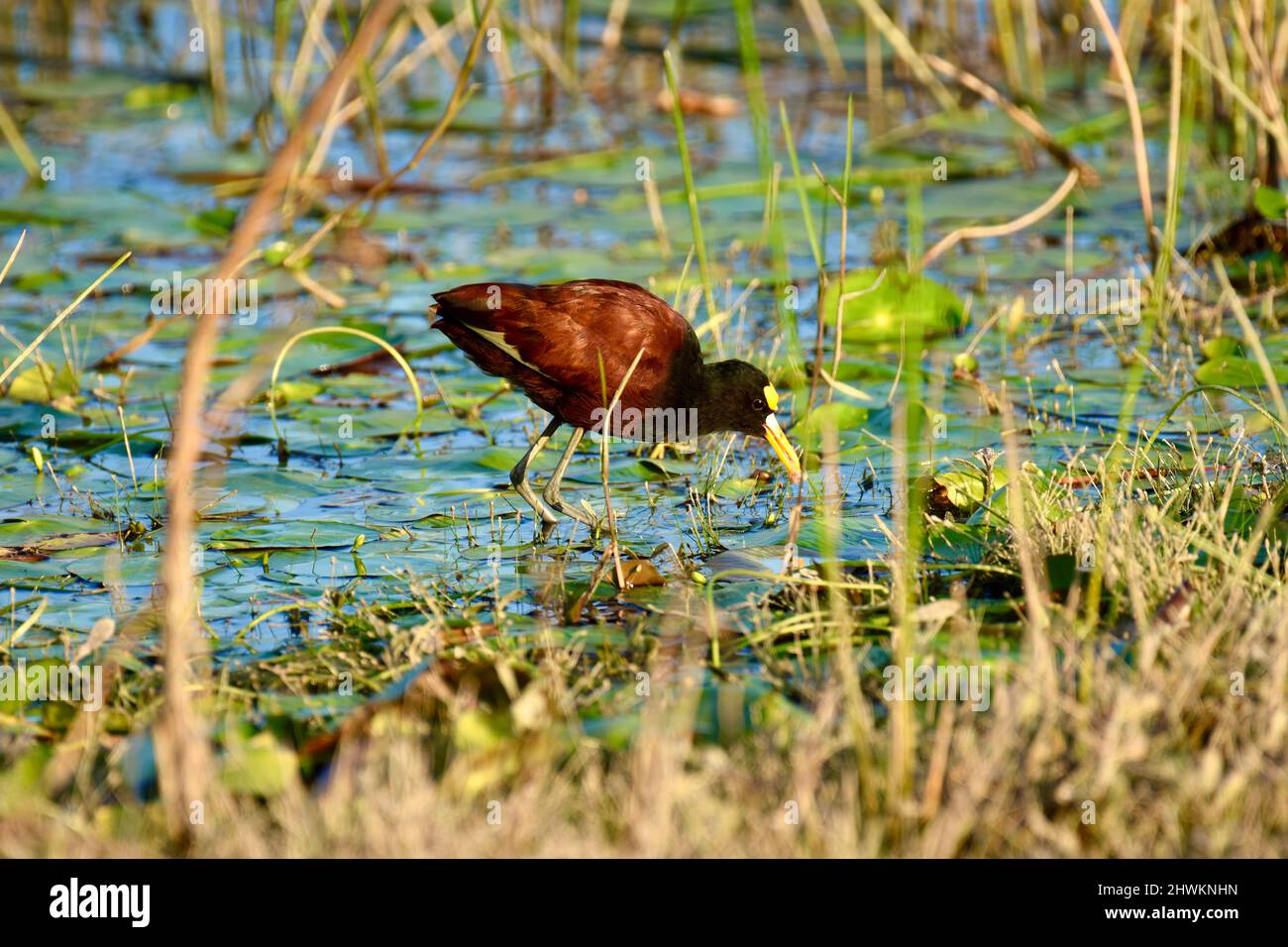A lone Northern Jacana (Jacana spinosa), aka Jesus bird, wading among ...