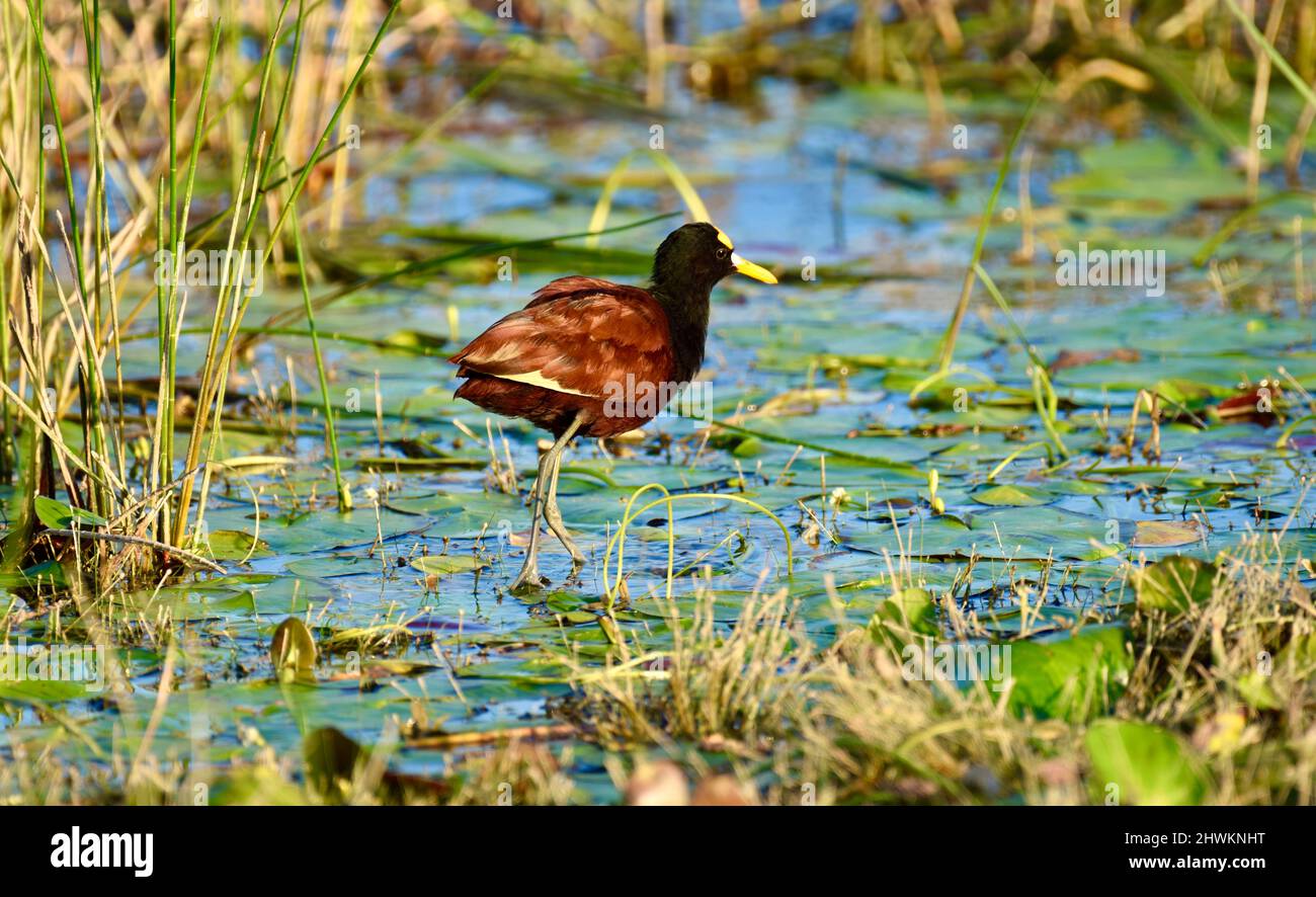 A lone Northern Jacana (Jacana spinosa), aka Jesus bird, wading among ...