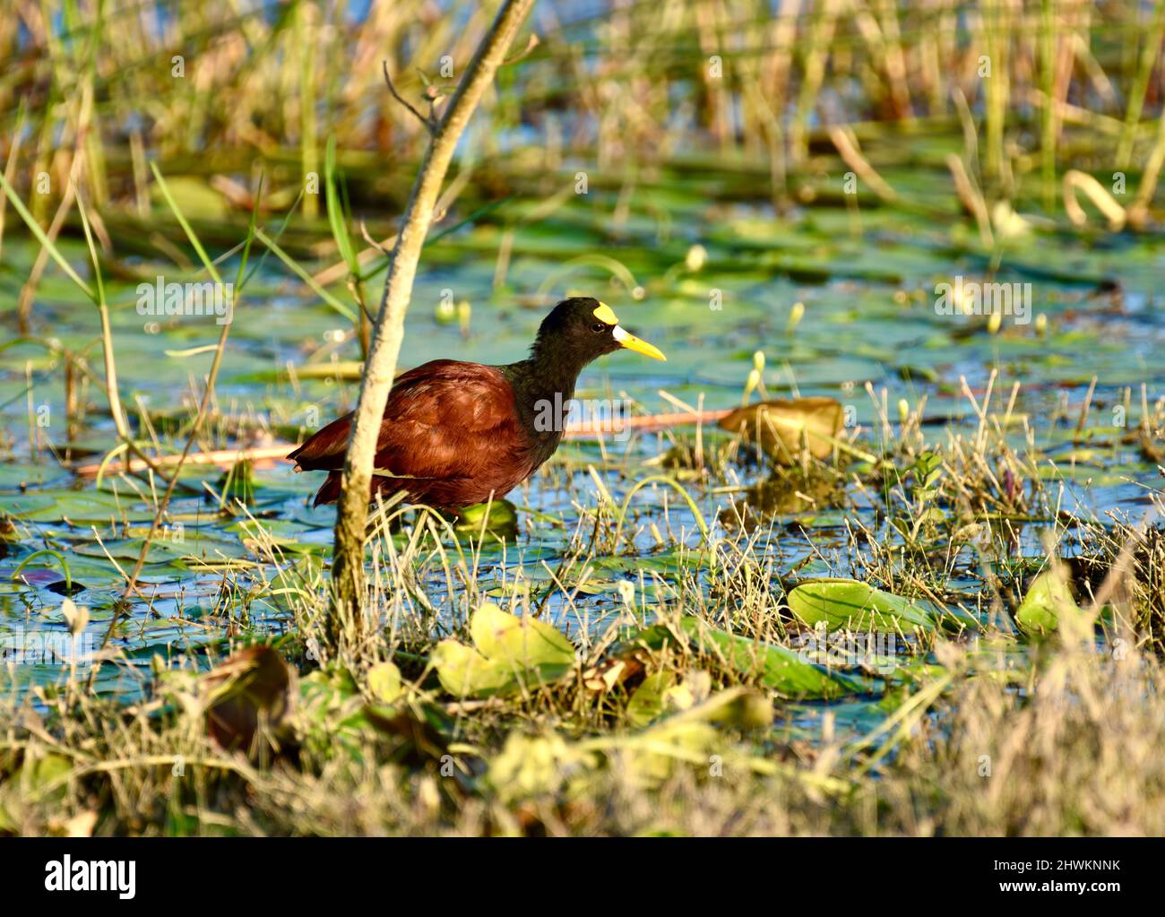A lone Northern Jacana (Jacana spinosa), aka Jesus bird, wading among ...