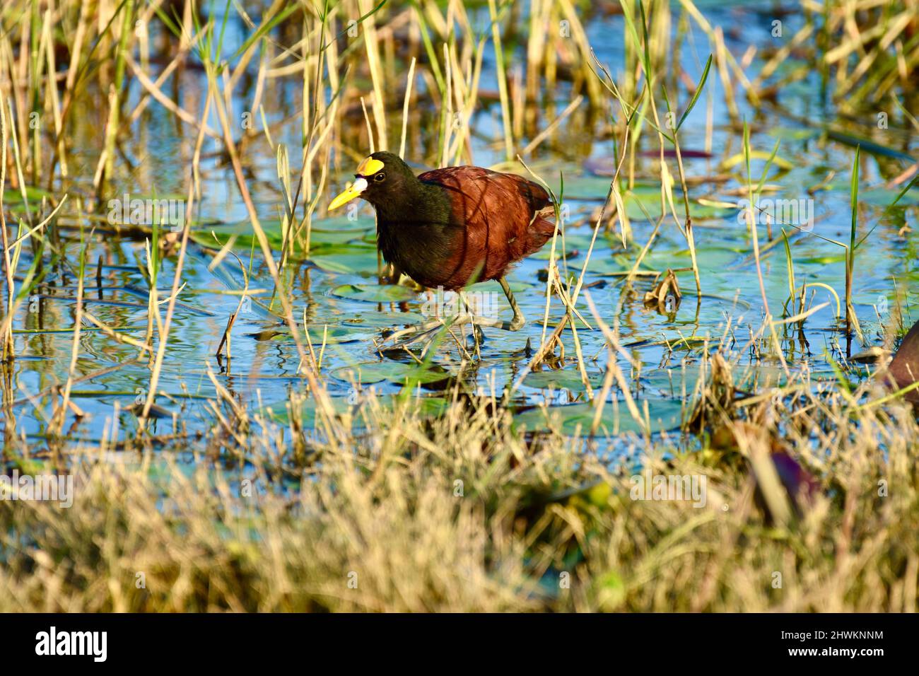 A lone Northern Jacana (Jacana spinosa), aka Jesus bird, wading among ...