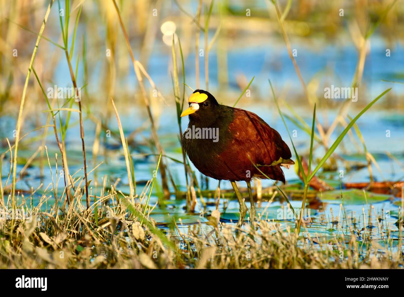 A lone Northern Jacana (Jacana spinosa), aka Jesus bird, wading among ...