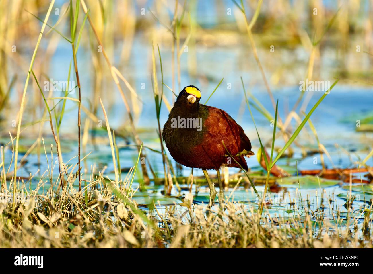 A lone Northern Jacana (Jacana spinosa), aka Jesus bird, wading among ...