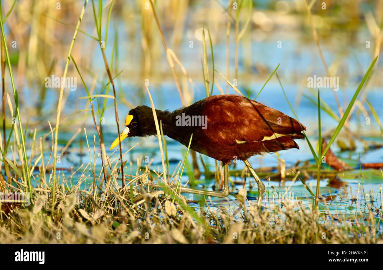 A lone Northern Jacana (Jacana spinosa), aka Jesus bird, wading among ...