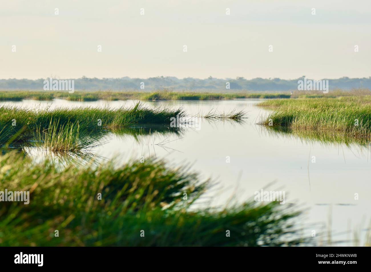 The National Wildlife Sanctuary in Crooked Tree, Belize in all its ...