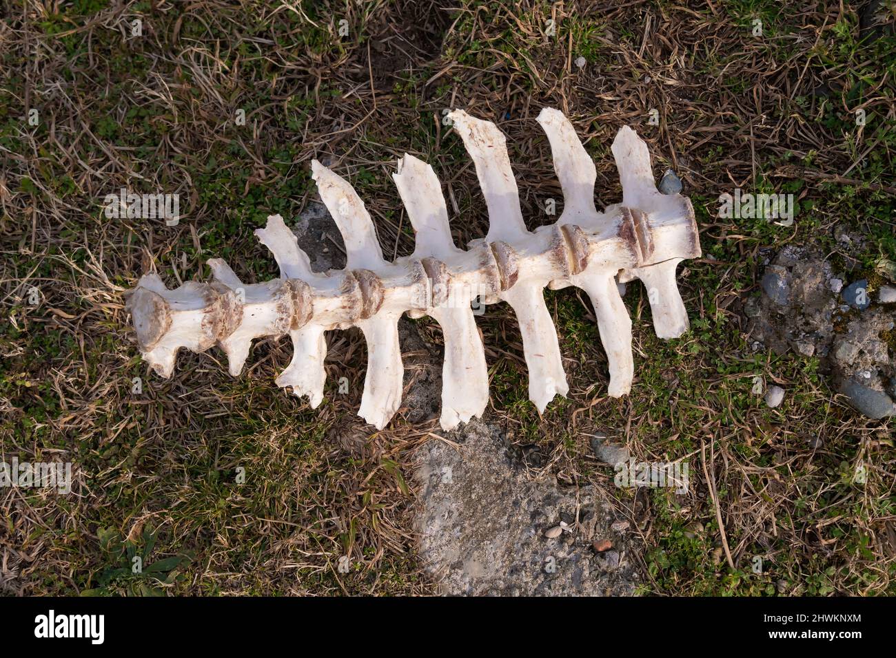 Close-up of a part of the skeleton of a large-horned animal in the ...