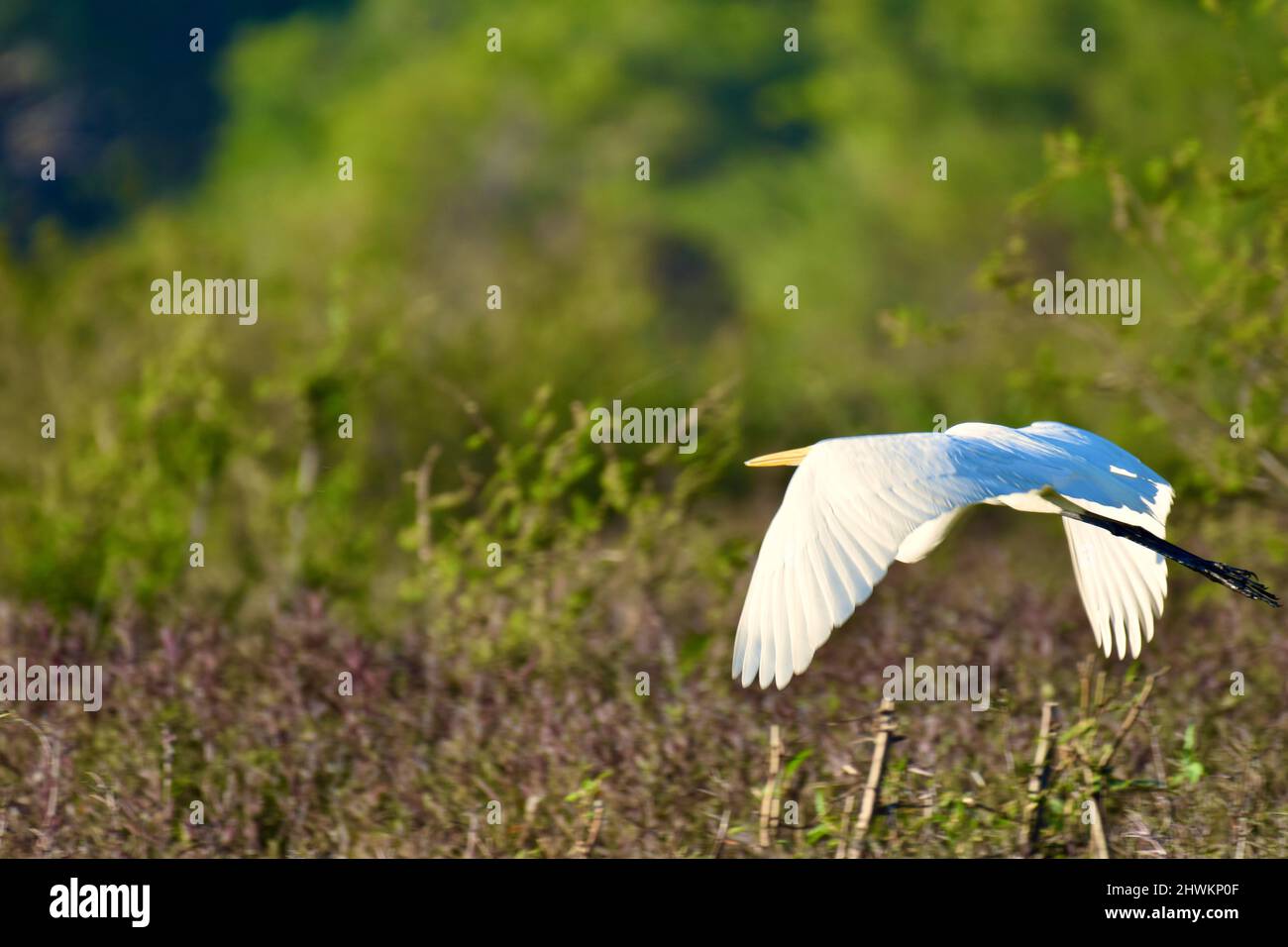 A Great Egret (Ardea alba), also known as the common egret or large ...