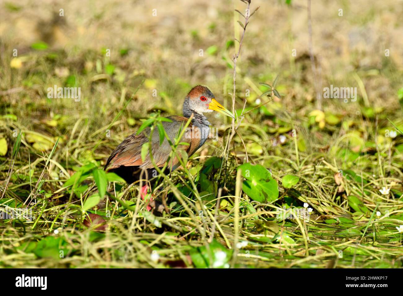 A grey-cowled wood rail or grey-necked wood rail (Aramides cajaneus ...