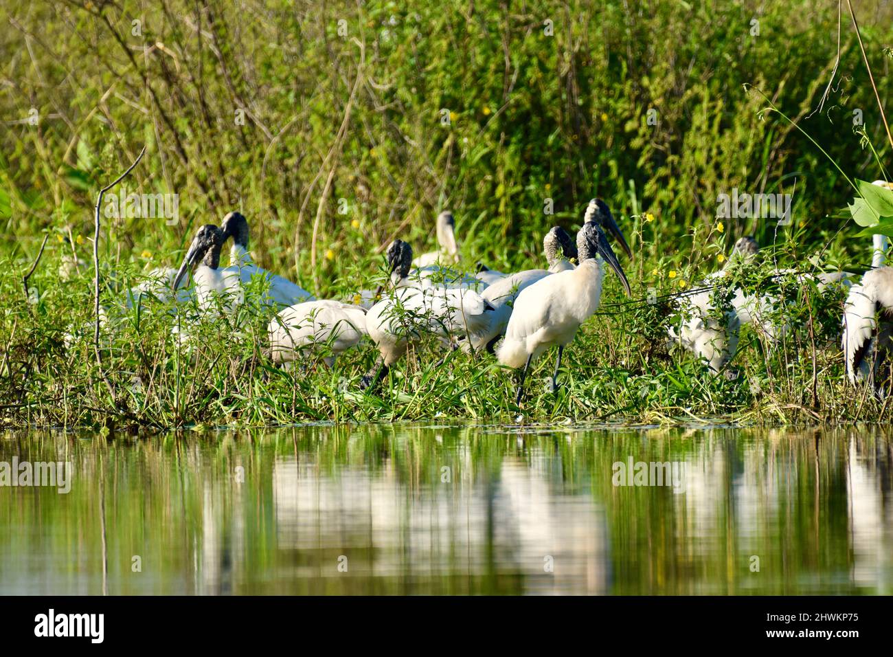 A colony of Wood Storks (Mycteria americana) in the grasses of the ...