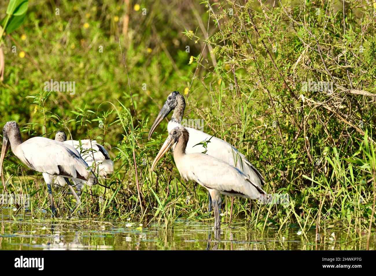 A colony of Wood Storks (Mycteria americana) in the grasses of the ...