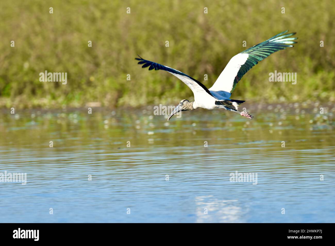 A lone Wood Stork (Mycteria americana) flying over water in Crooked ...