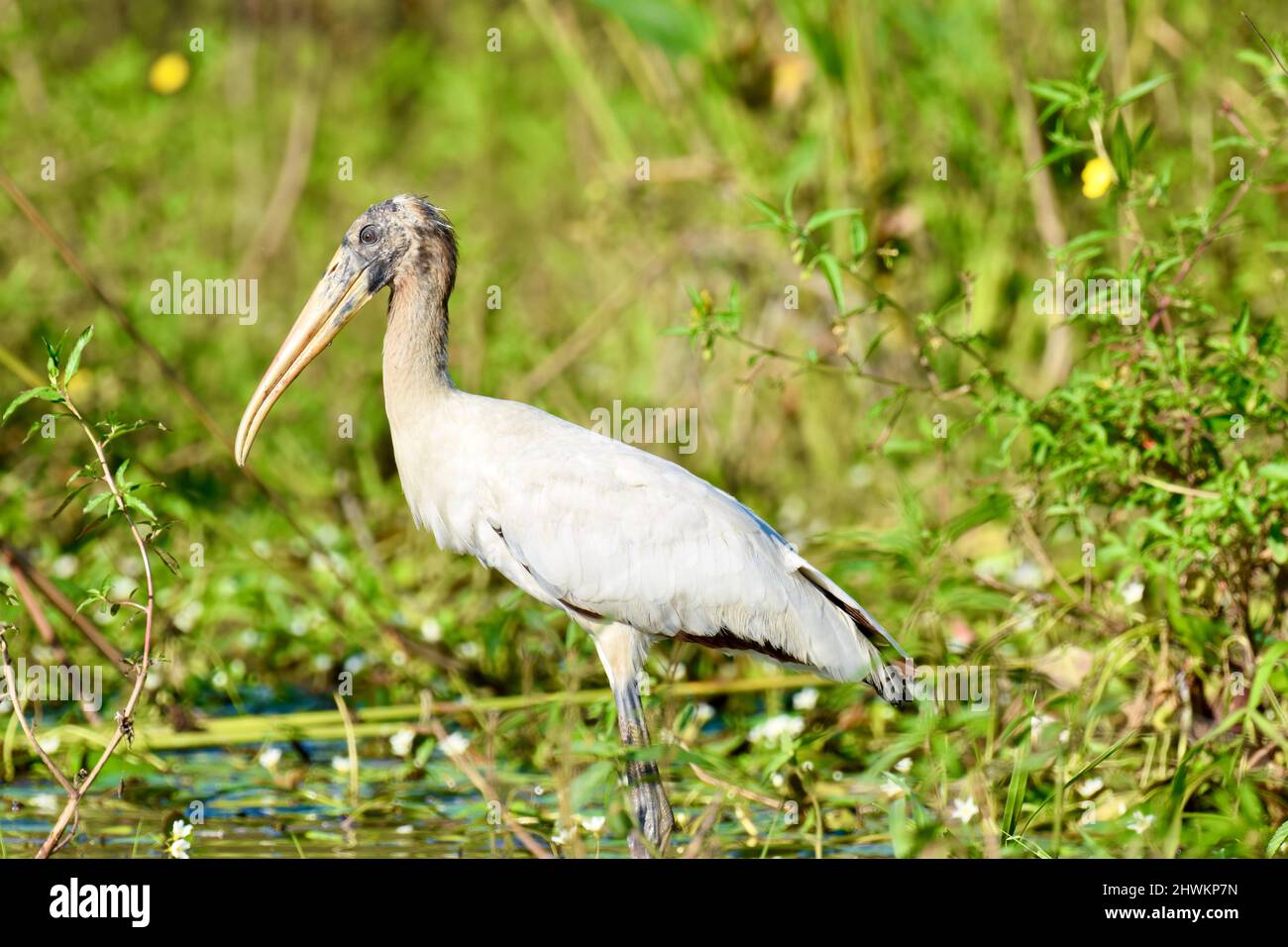 A lone Wood stork (Mycteria americana) in profile among the Water ...