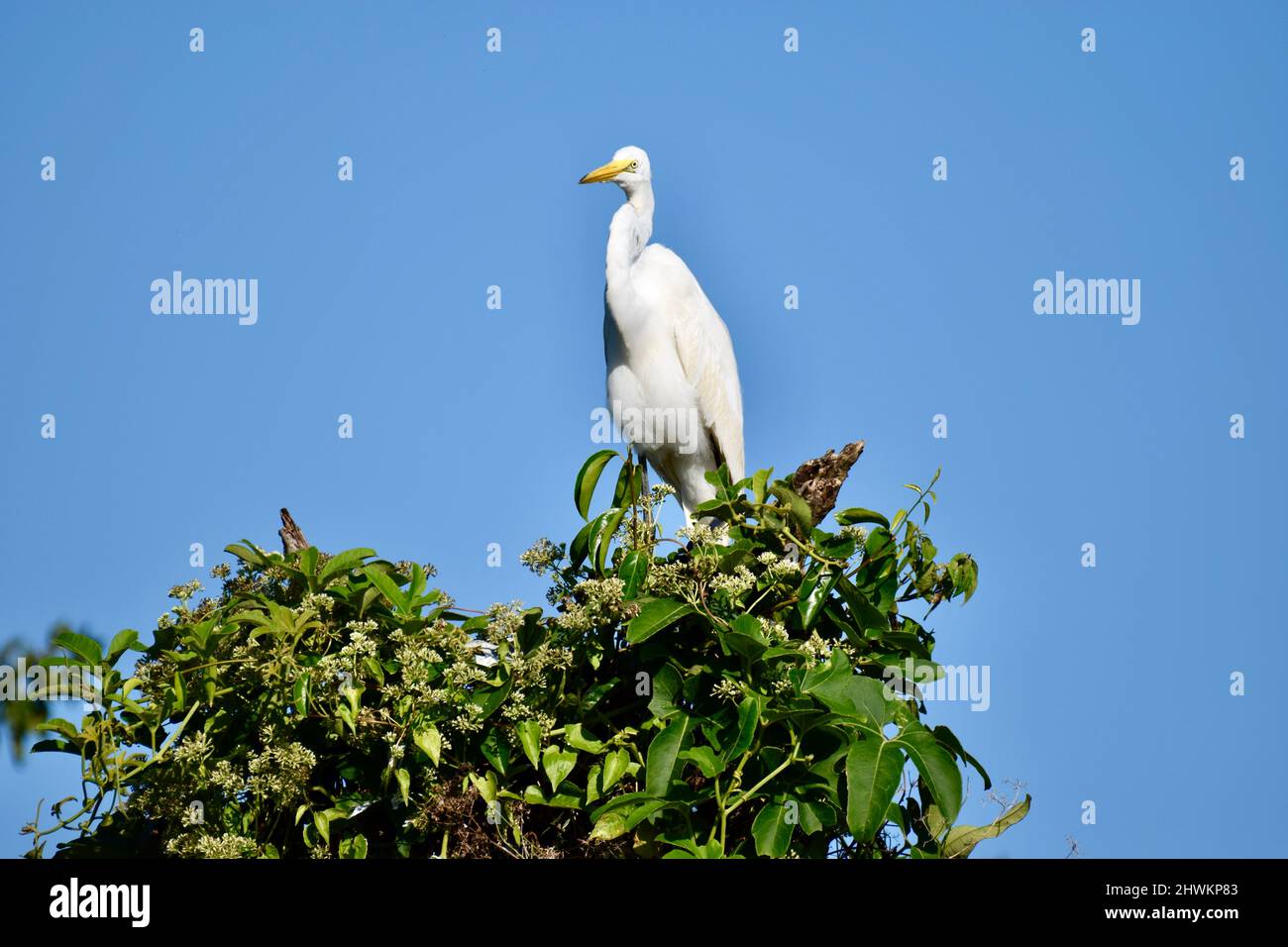 A Great Egret (Ardea alba), also known as the common egret or large ...
