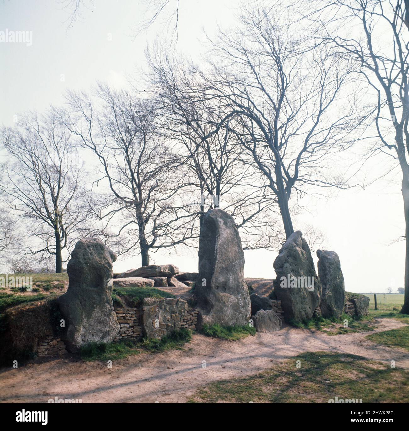 Neolithic horse hi-res stock photography and images - Alamy