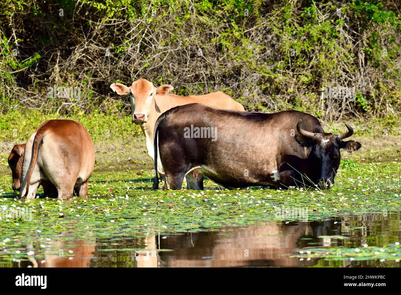 Belize animals hi-res stock photography and images - Alamy