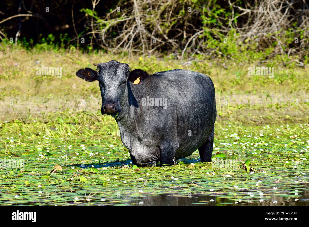 A lone blue-gray cow in the wetland of Crooked Tree, Belize, among Lily ...