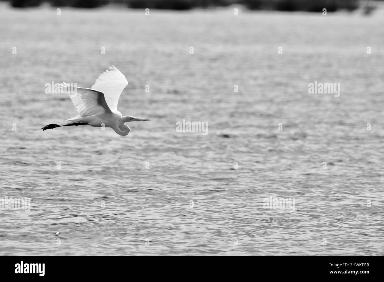 Crooked tree wildlife sanctuary Black and White Stock Photos & Images ...