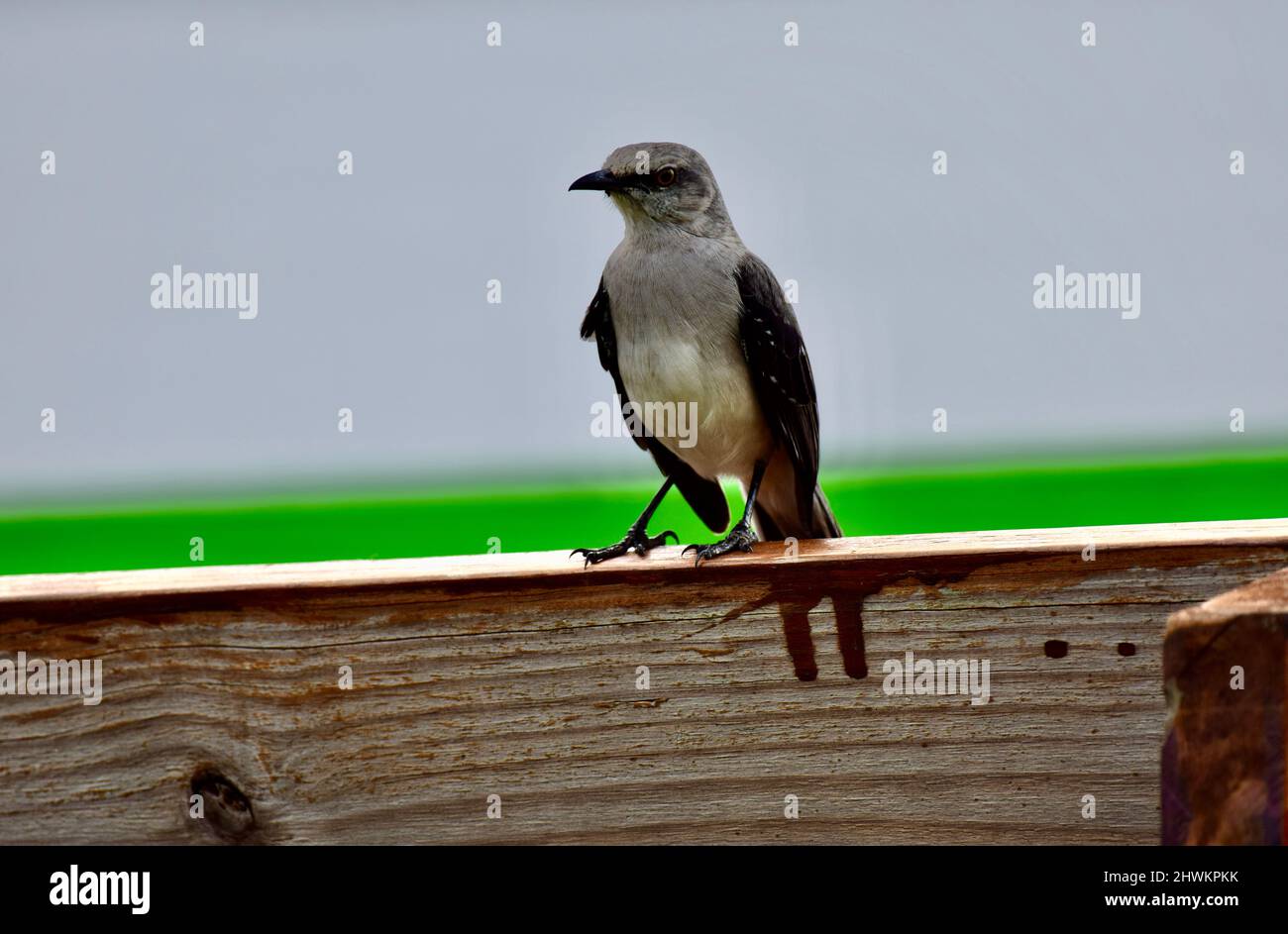 A tropical mockingbird (Mimus gilvus) perched on a bench at the ...