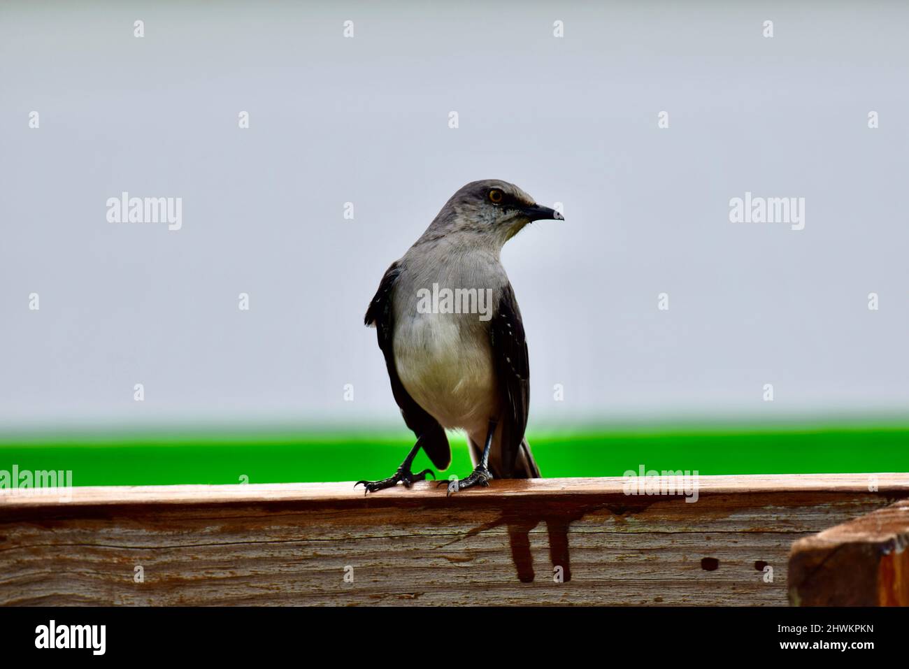 A tropical mockingbird (Mimus gilvus) perched on a bench at the ...