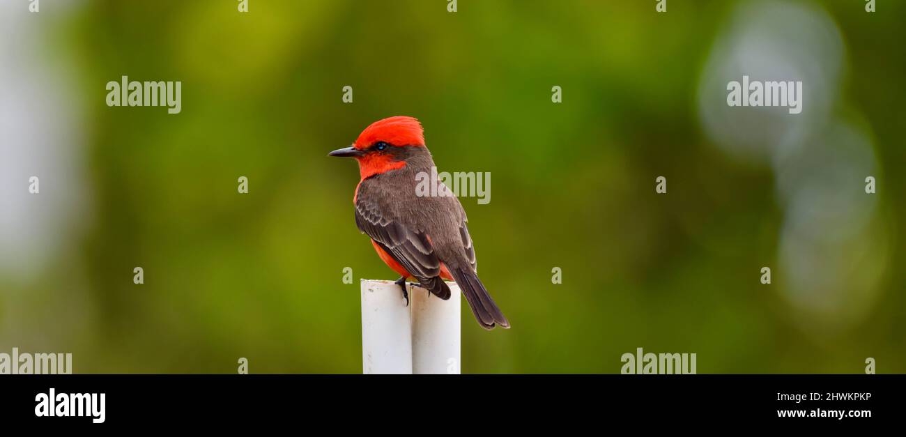 An exquisite male Vermilion flycatcher (Pyrocephalus obscurus) at the ...