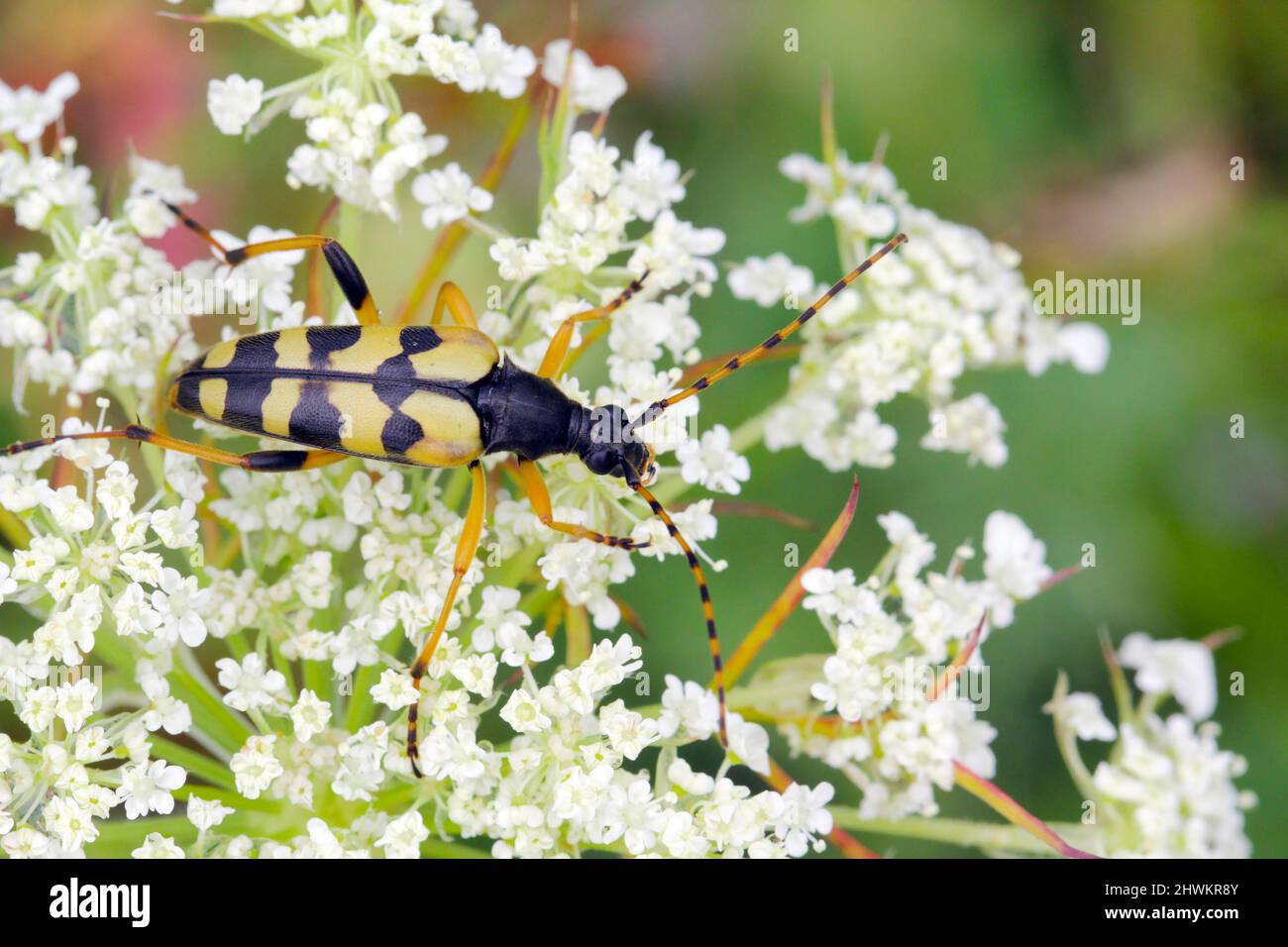 Rutpela maculata - the spotted longhorn beetle sitting on an Apiaceae ...