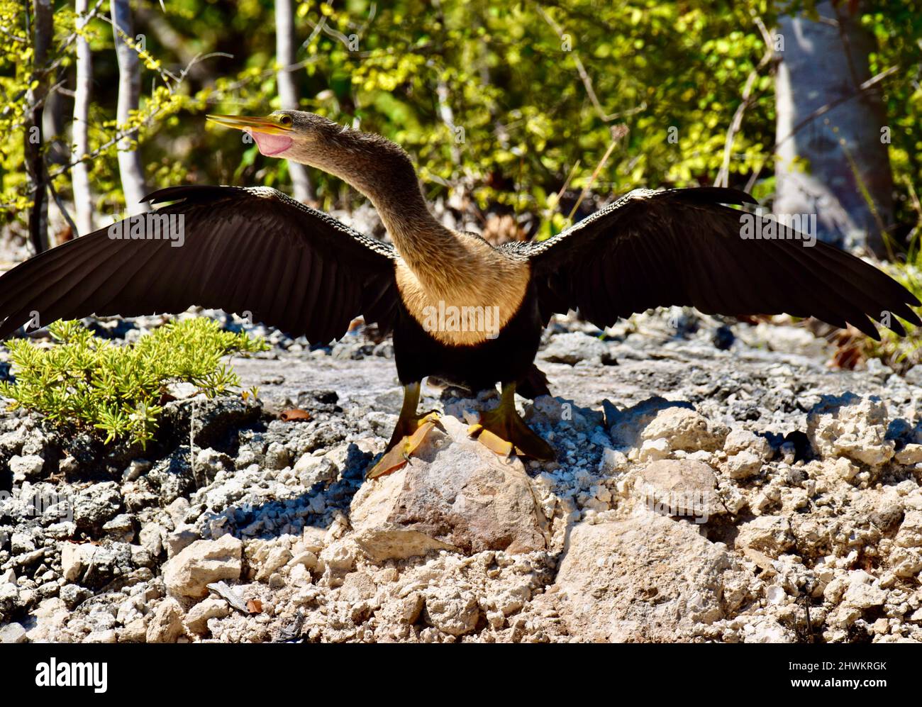 Snakebird darter hi-res stock photography and images - Alamy