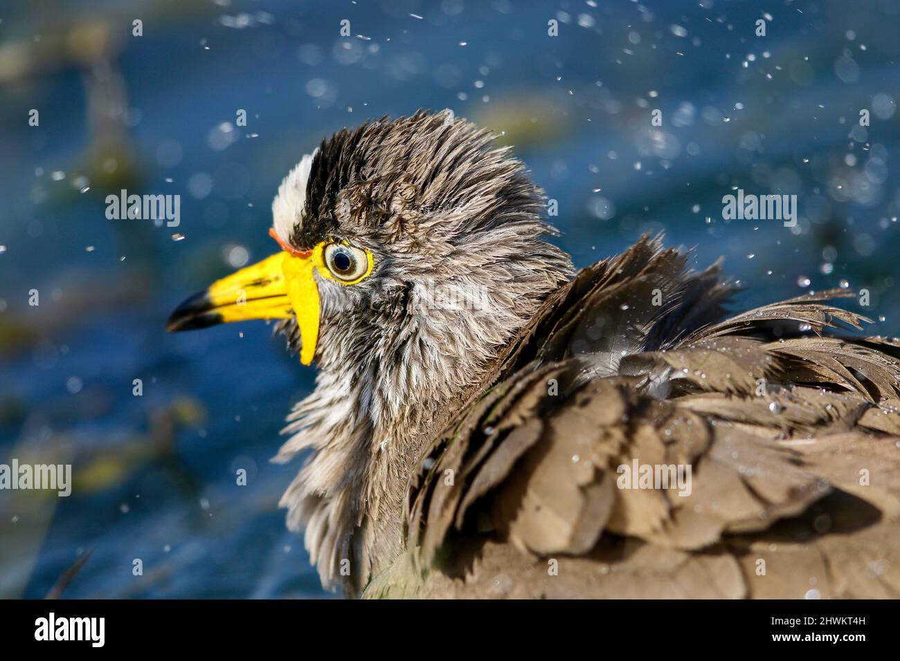 African wattle lapwing hi-res stock photography and images - Alamy