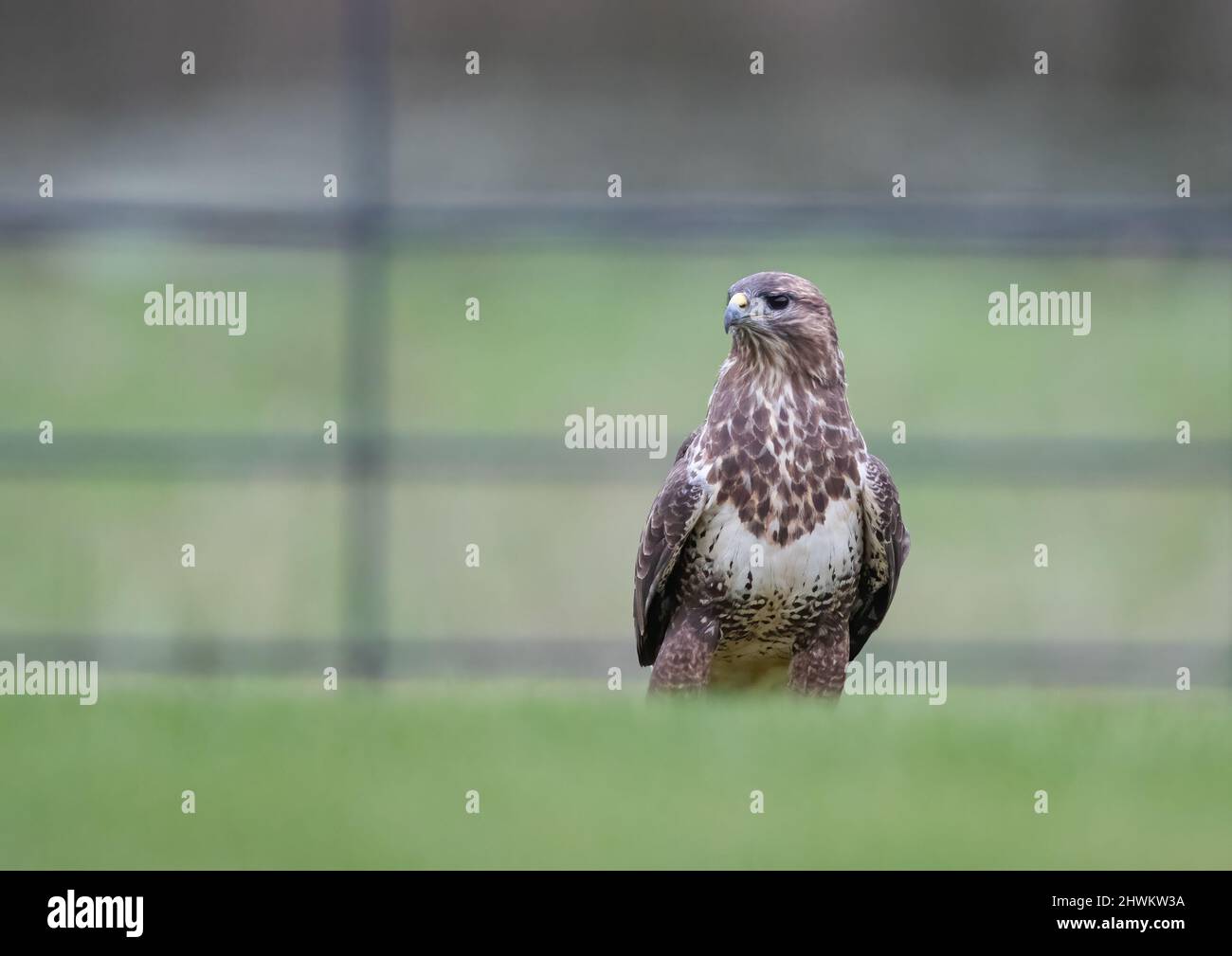 Bright coloured plumage hi-res stock photography and images - Alamy