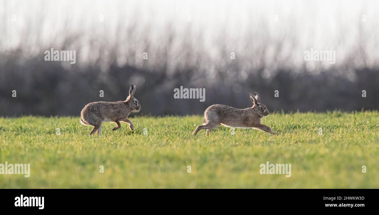 Two Brown Hares chasing each other across the farmers wheat . Male and ...