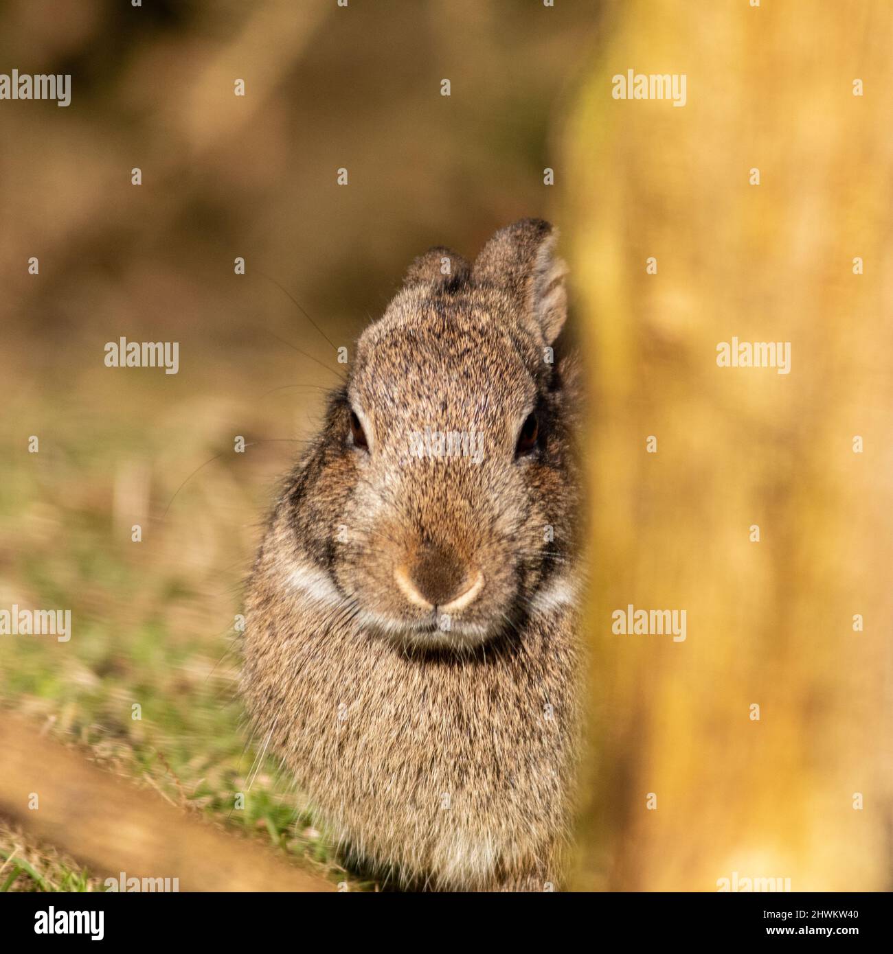 lagomorph not rodent Stock Photo - Alamy