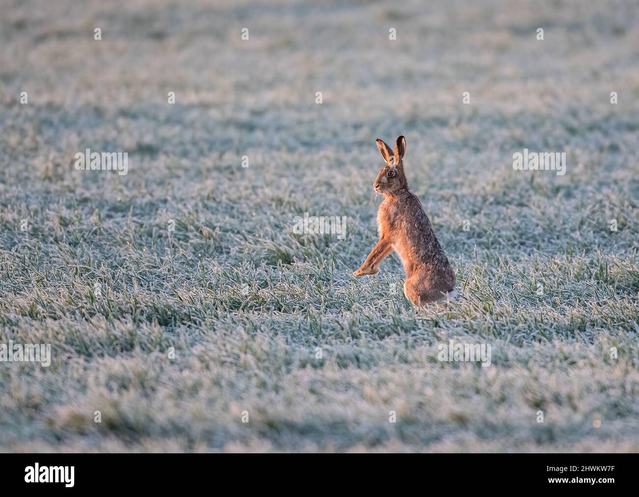 On a cold and frosty morning . A Brown Hare , standing on his hind legs ...