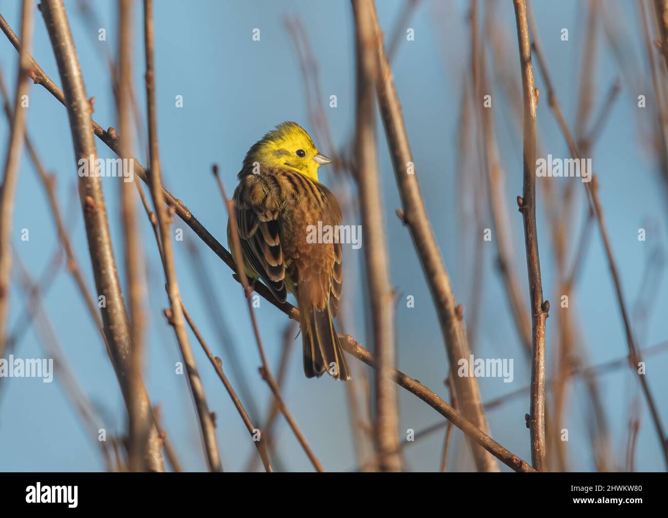 A male Yellowhammer , in bright breeding plumage perched in a budding ...
