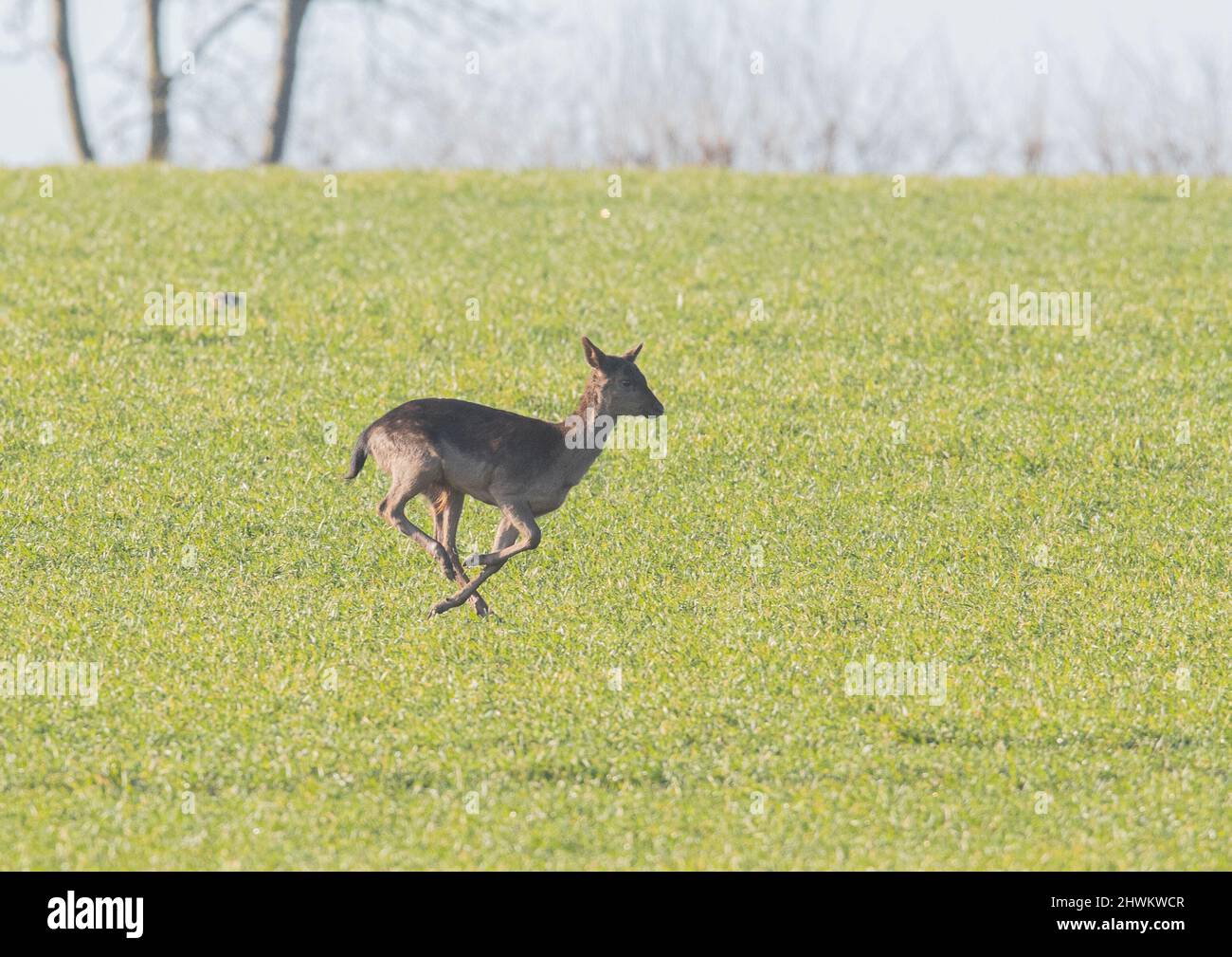 Juvenile buck male fallow deer hi-res stock photography and images - Alamy