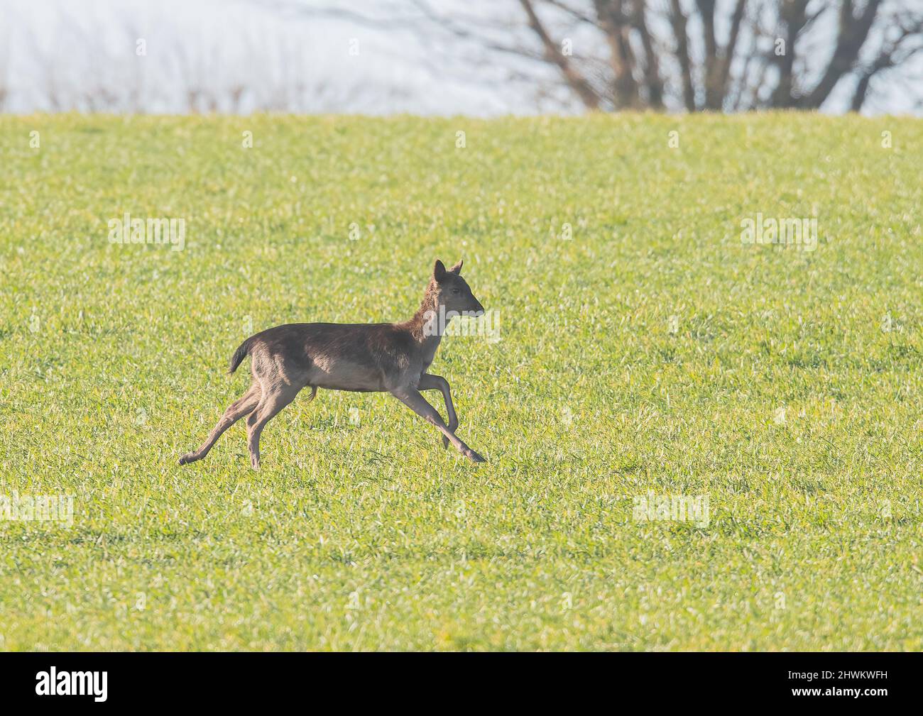 Young coloured fur hi-res stock photography and images - Alamy