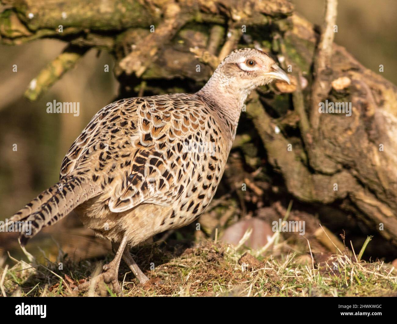 Farmed pheasant hi-res stock photography and images - Alamy